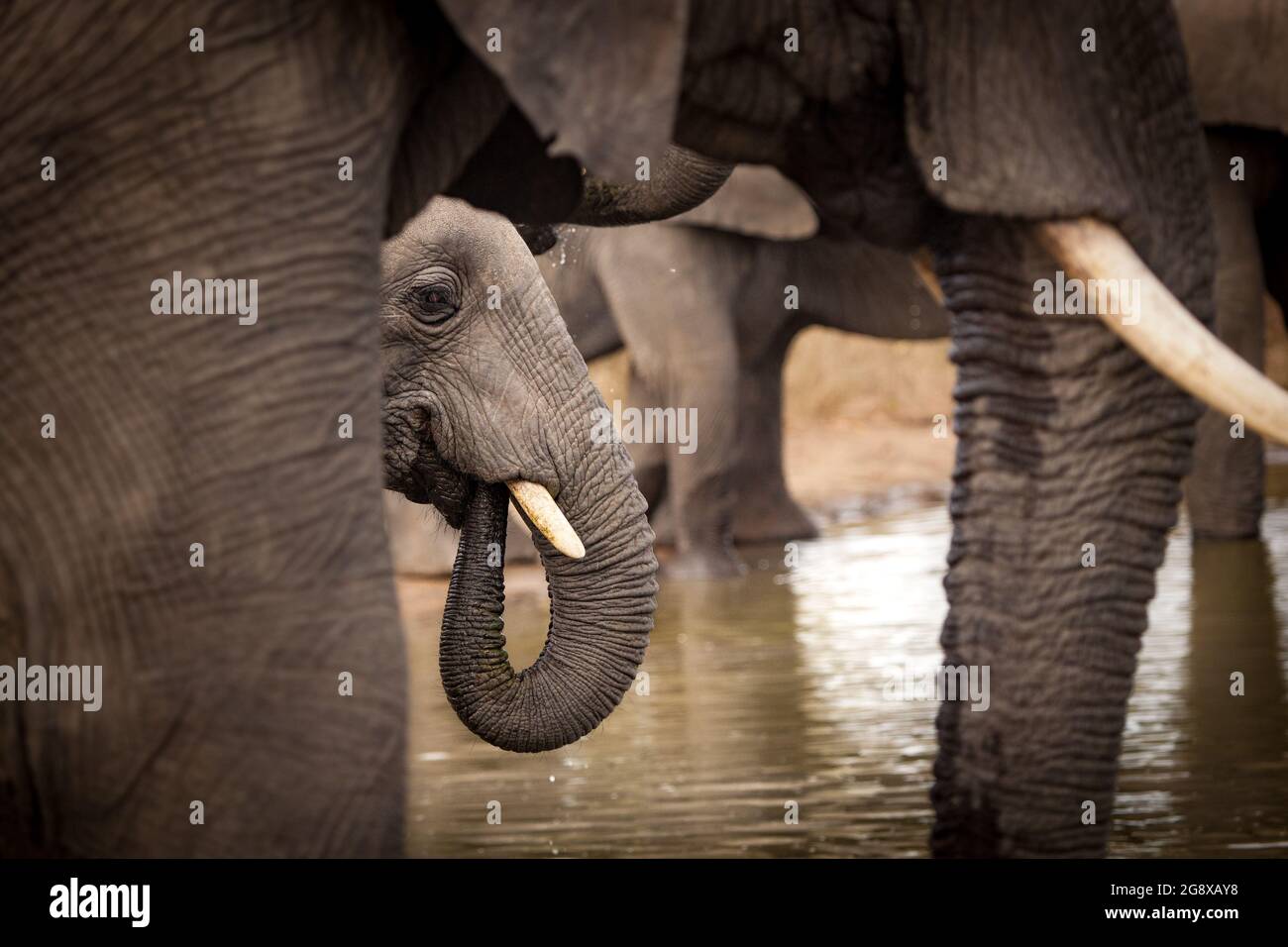 Elephant drinking water place hi-res stock photography and images - Alamy