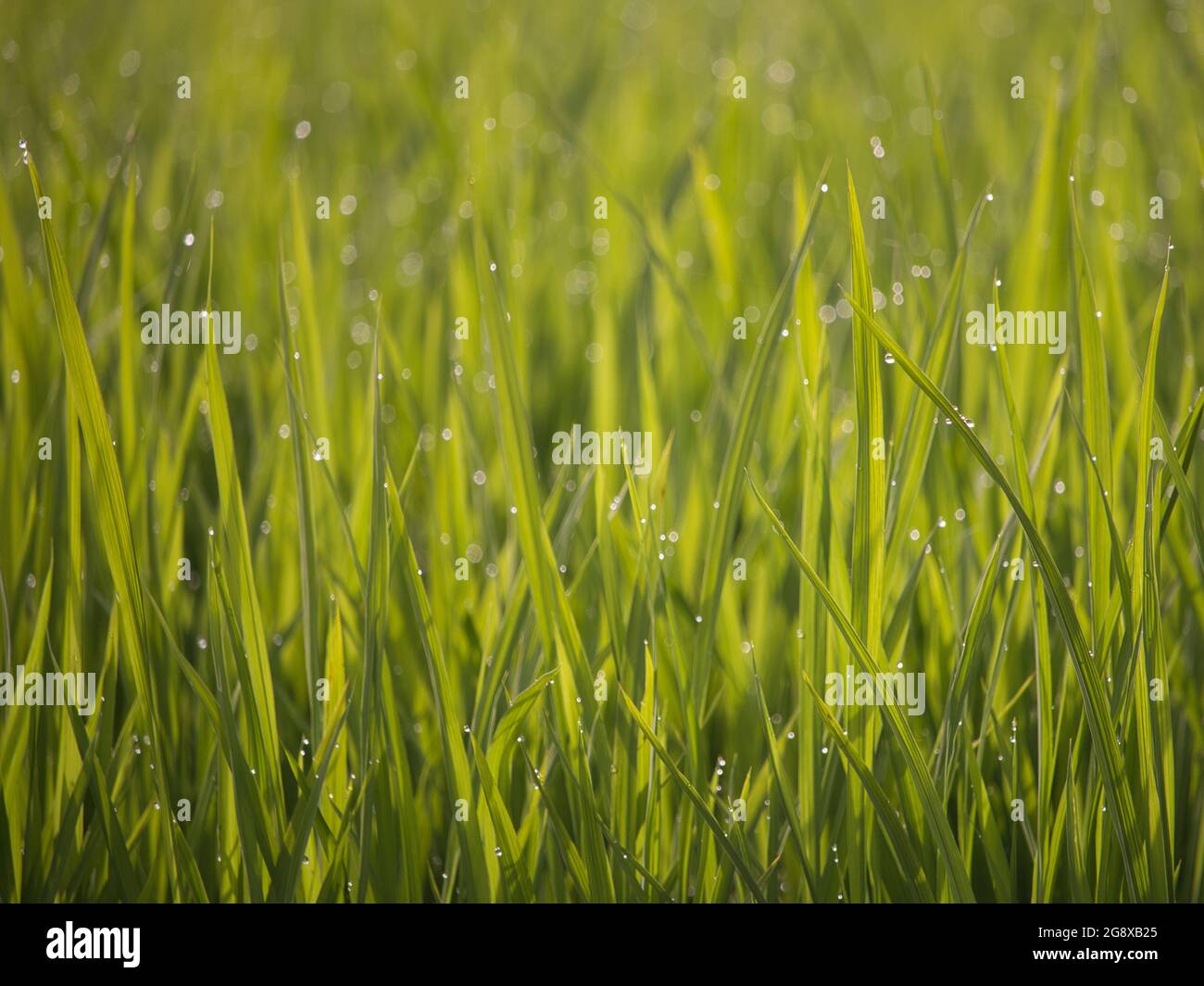 Rice plant hi-res stock photography and images - Alamy