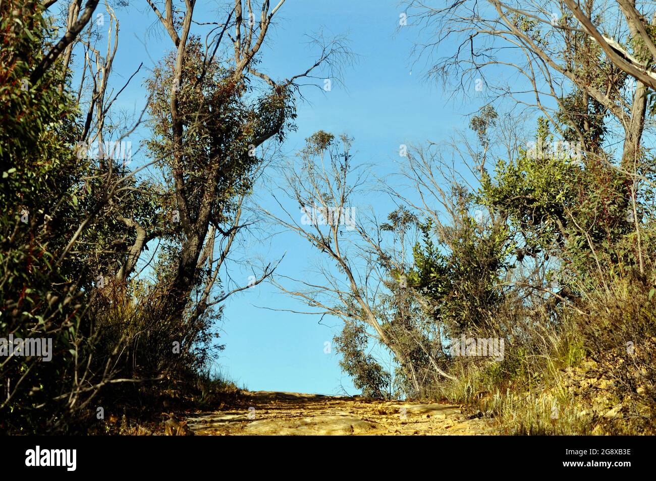 Mount Banks Summit Walk Stock Photo - Alamy