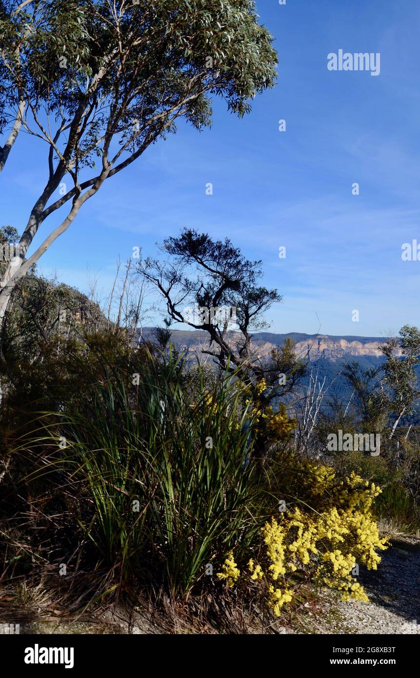 Mount Banks Summit Walk Stock Photo - Alamy
