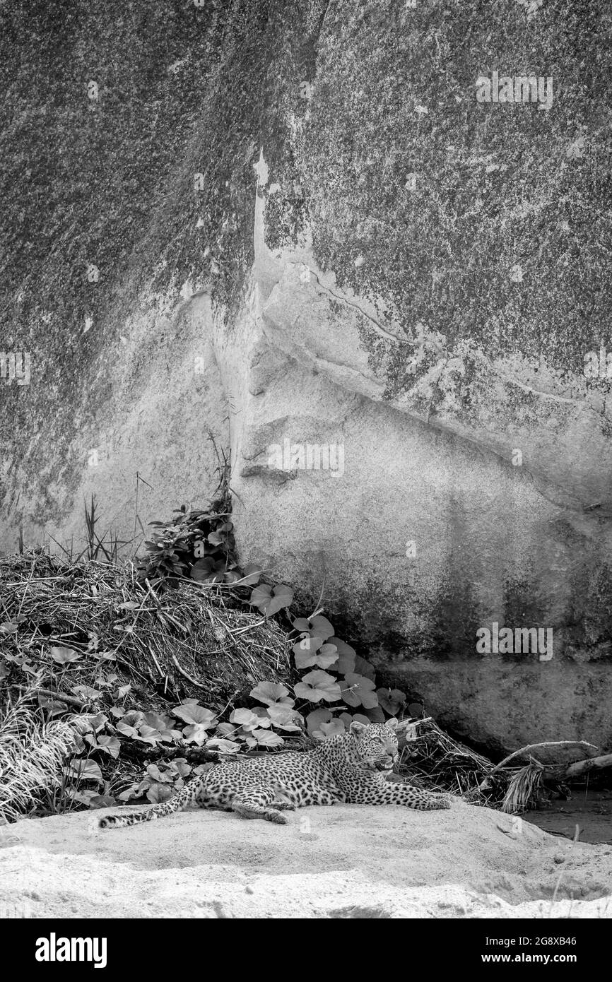 A leopard, Panthera pardus, lies in sand against a big boulder, in ...