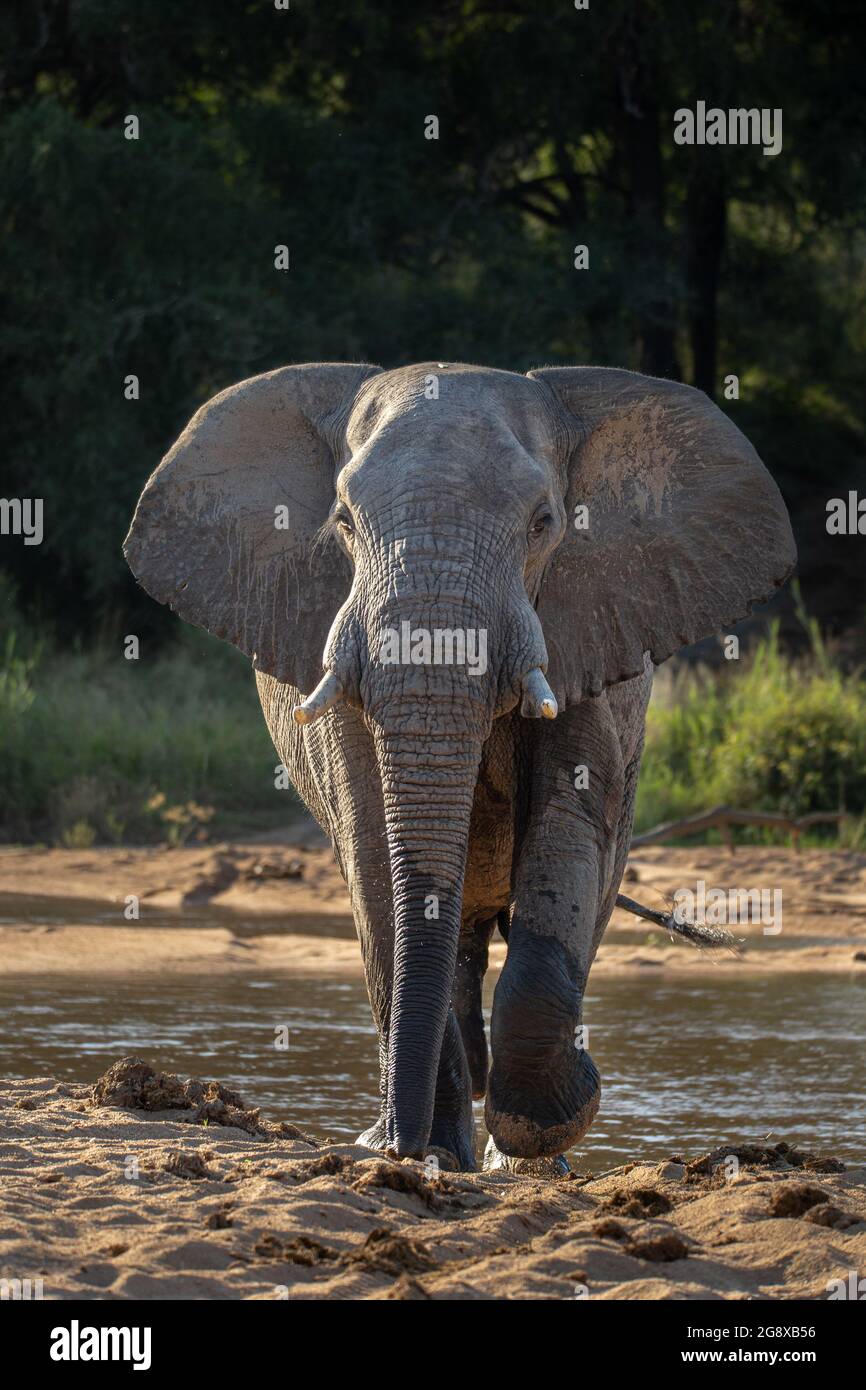 An elephant, Loxodonta africana, walks through a sandy river bed ...
