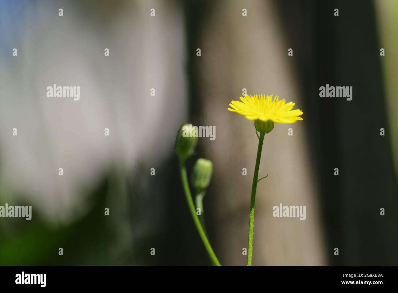 Anacyclus radiatus loisel hi-res stock photography and images - Alamy