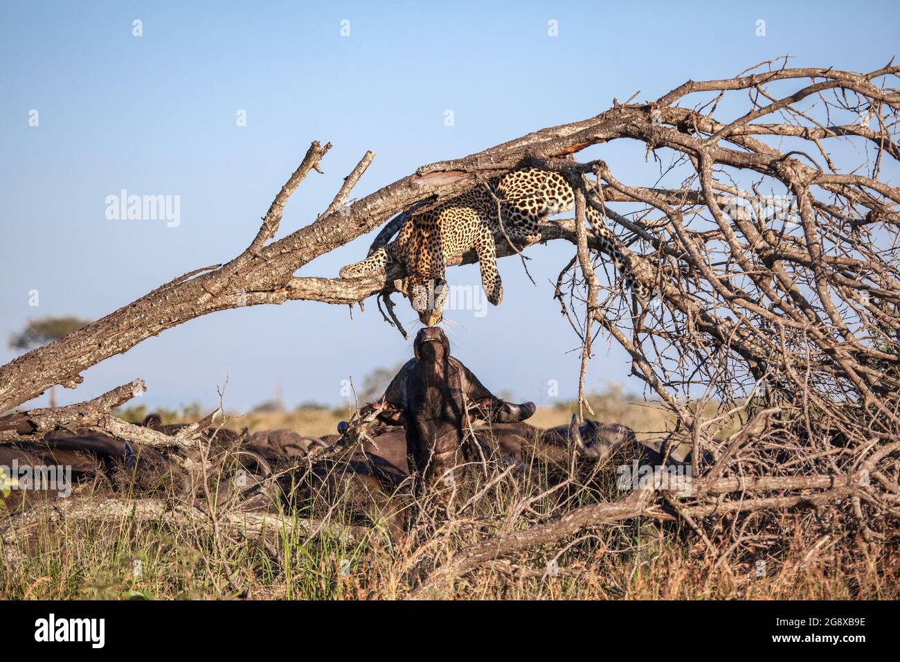 A leopard, Panthera pardus, lies in a dead tree reaching down to touch ...