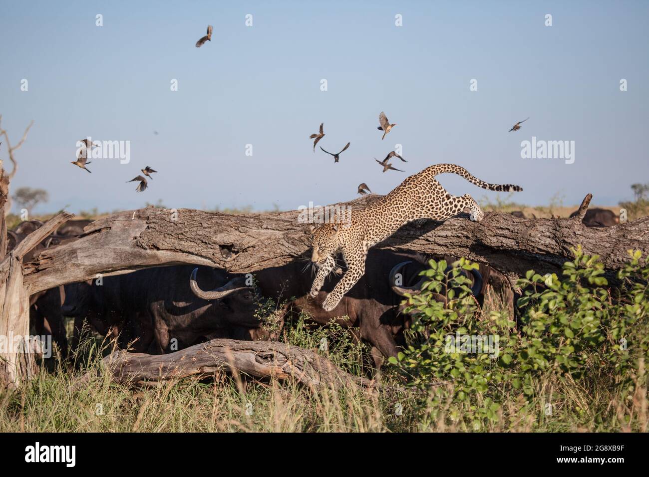 A leopard, Panthera pardus, jumps of a log while surrounded by buffalo ...