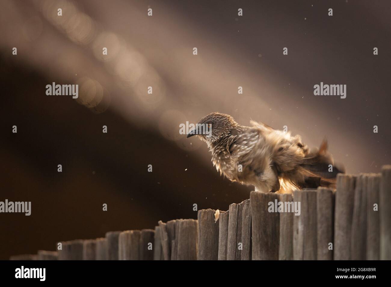 Safari park sitting fence hi-res stock photography and images - Alamy
