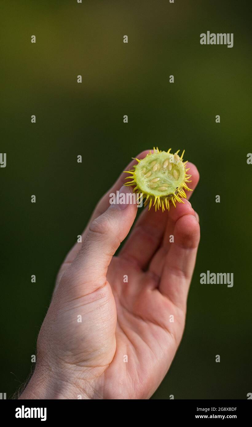 A half open wild cucumber, Cucumis anguria, is held up Stock Photo - Alamy