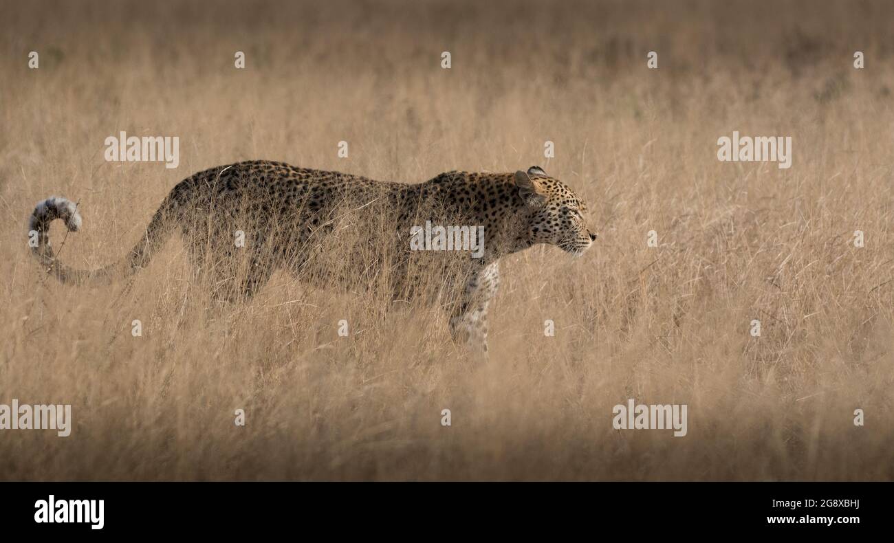 A leopard, Panthera pardus, walks through dry long grass, tail curled ...