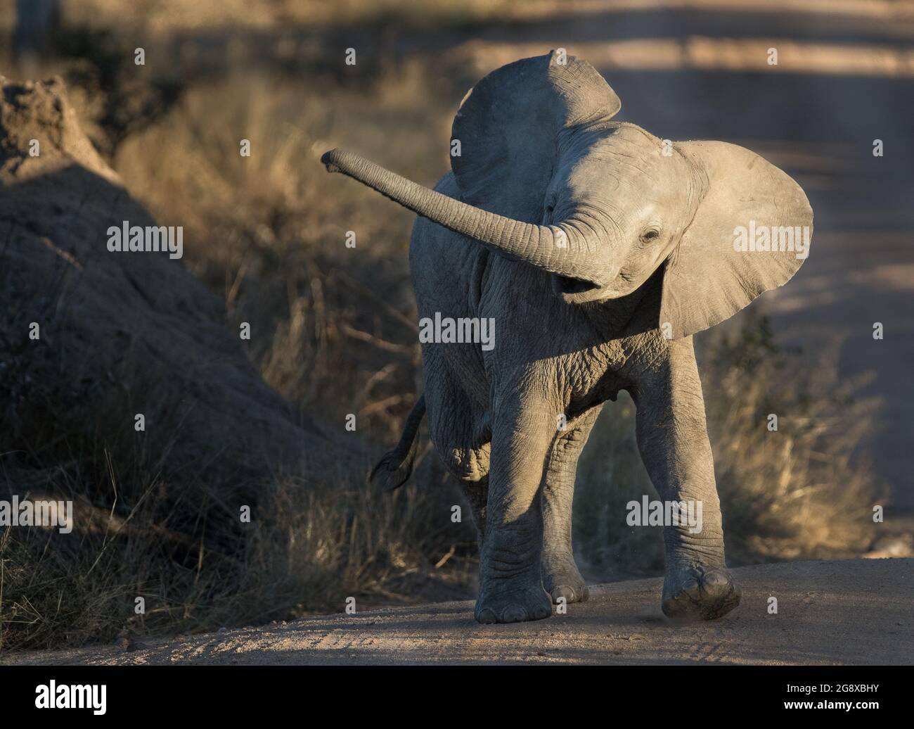 Calf swinging trunk hi-res stock photography and images - Alamy