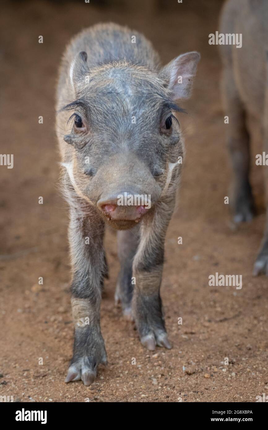 Warthog and piglet hi-res stock photography and images - Alamy