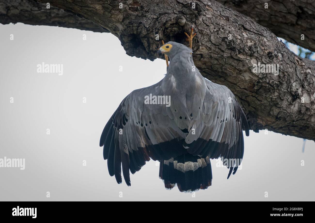 An African harrier-hawk, Polyboroides typus, clings to a tree and hangs ...