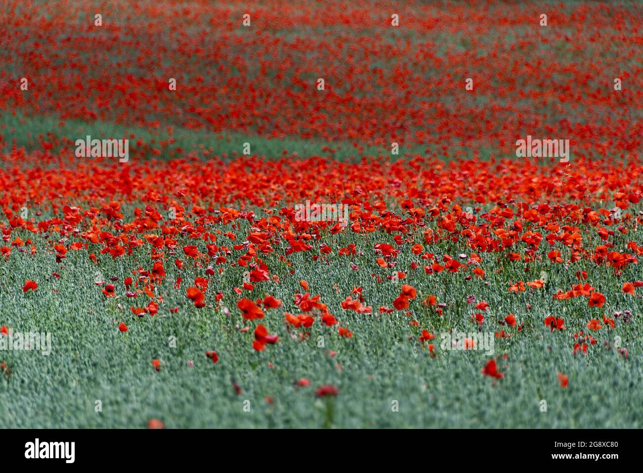Beautiful field long headed hi-res stock photography and images - Alamy