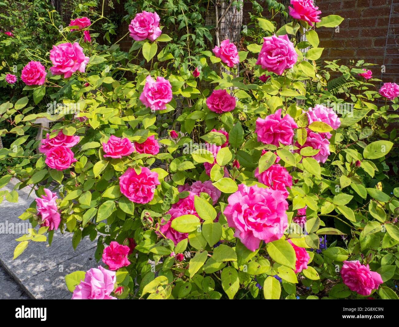 A rose flowering in Holehird Gardens, Windermere, Lake District, UK ...
