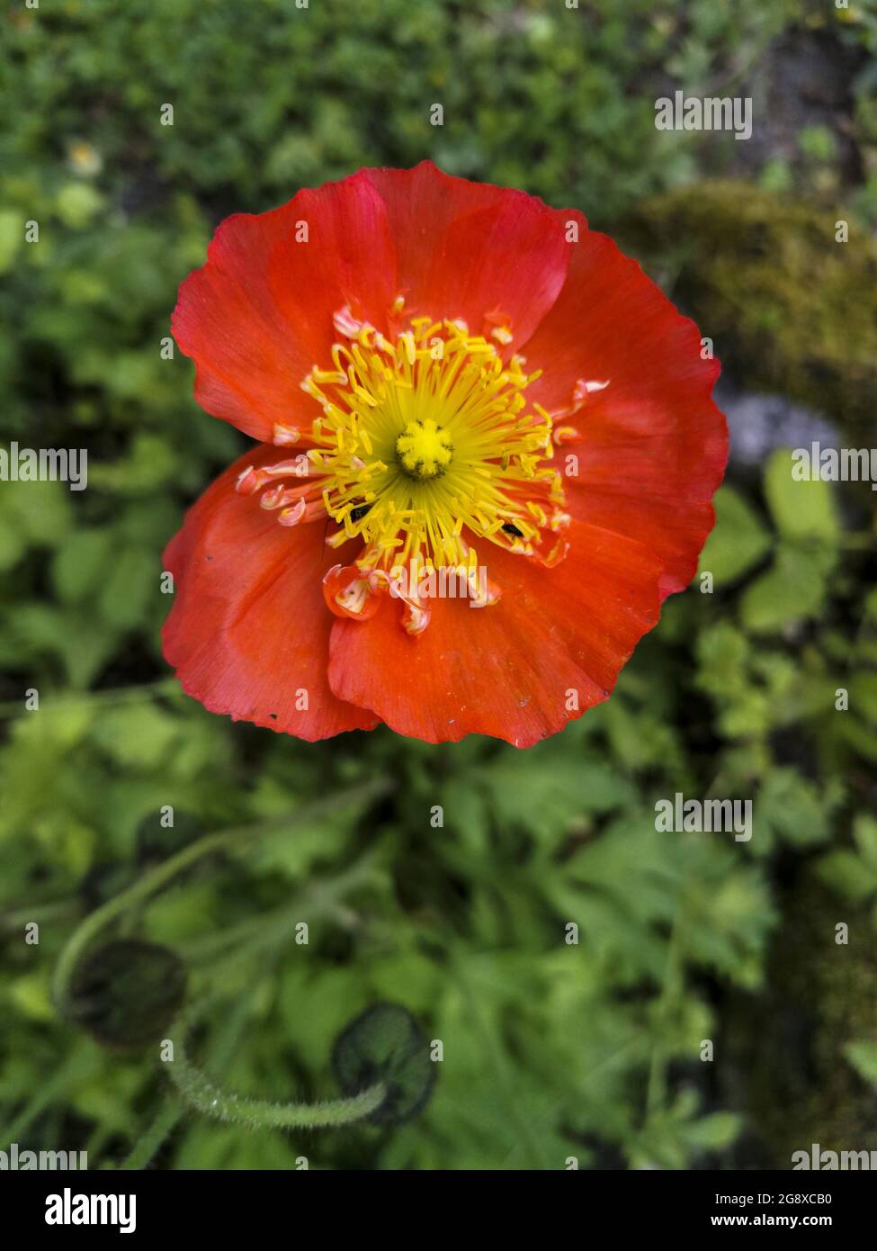 Vertical closeup of a red Iceland poppy. Papaver nudicaule Stock Photo ...