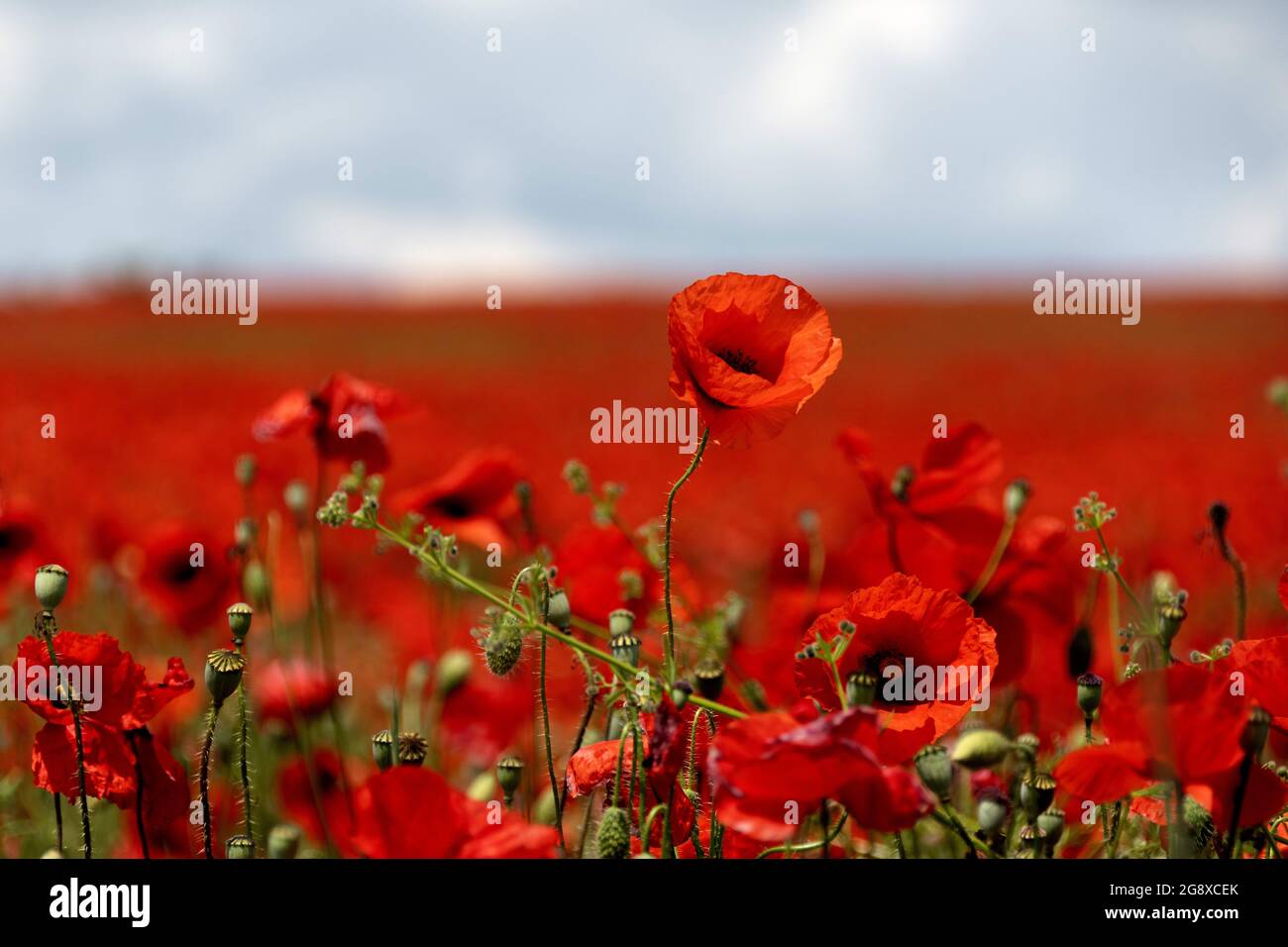 Closeup of long-headed poppies in the field. France Stock Photo - Alamy