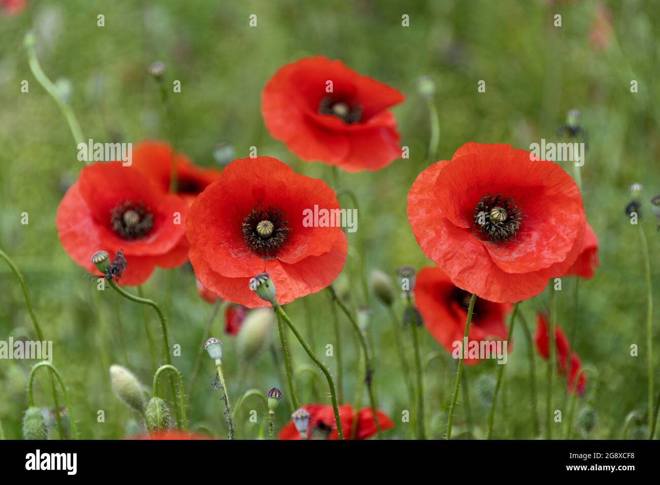 Closeup of long-headed poppies in the field. France Stock Photo - Alamy
