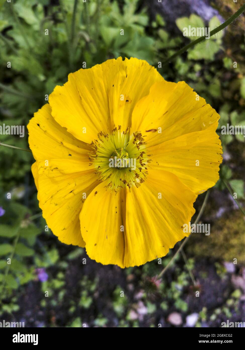 Vertical closeup of a yellow Iceland poppy. Papaver nudicaule Stock ...