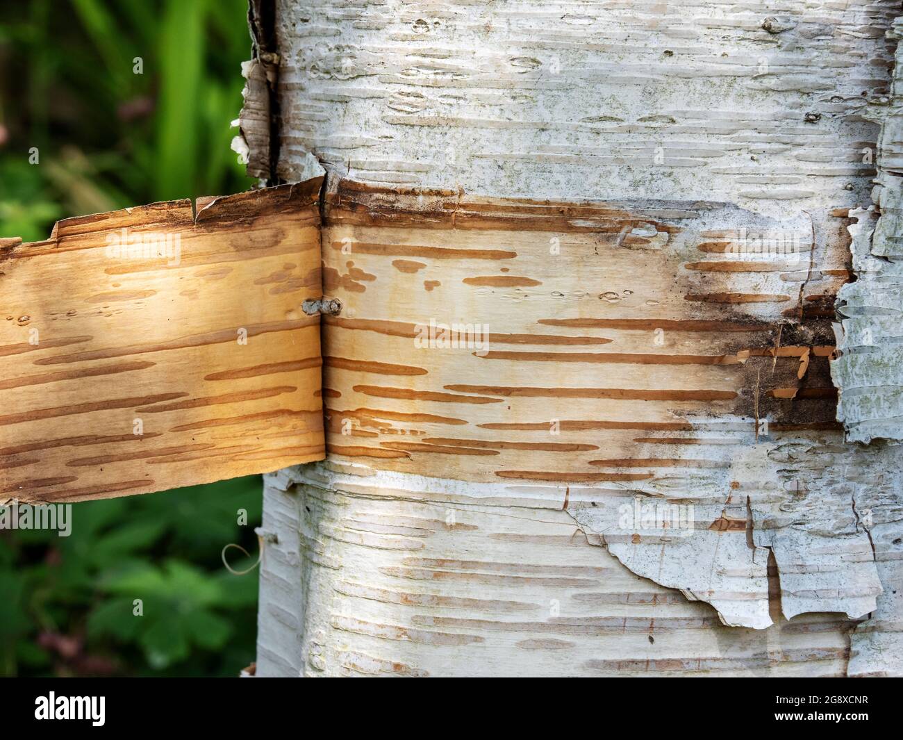 Peeling bark on a Silver Birch tree in Holehird Gardens, Windermere ...