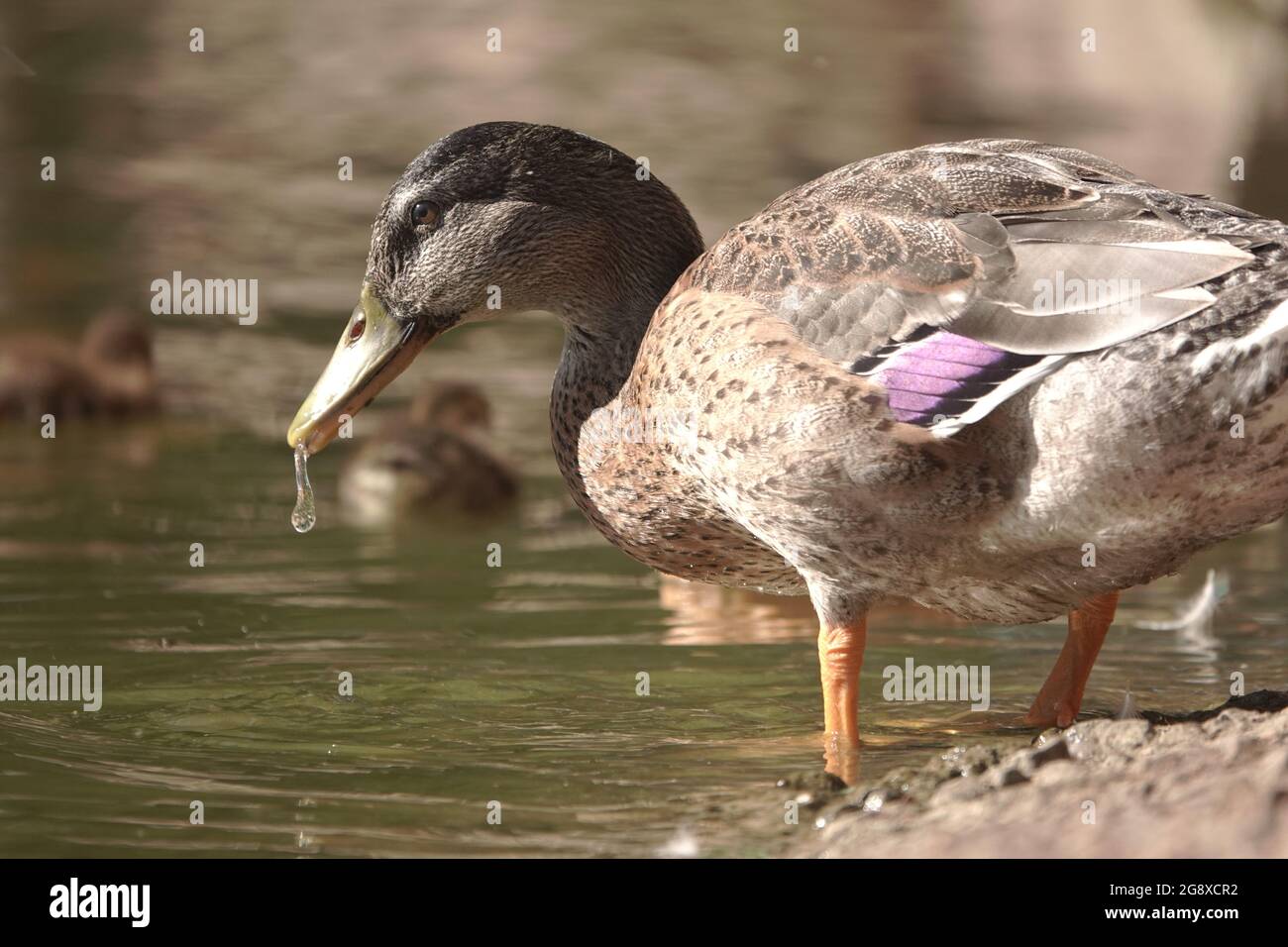 Duck drinking water from pond animal wildlife hi-res stock photography ...
