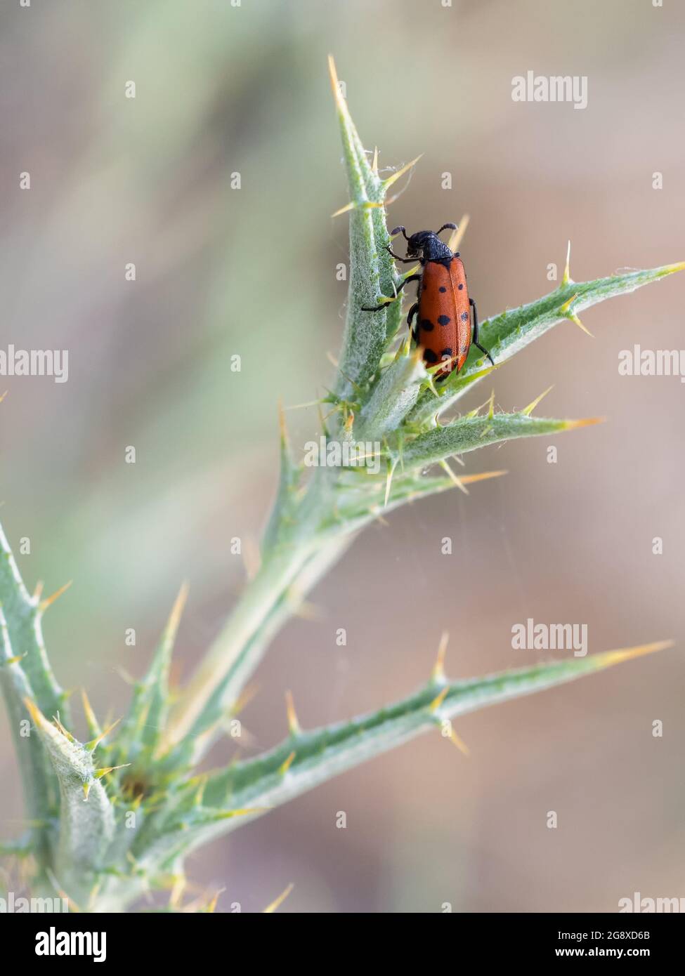 Beetle cleridae hi-res stock photography and images - Alamy