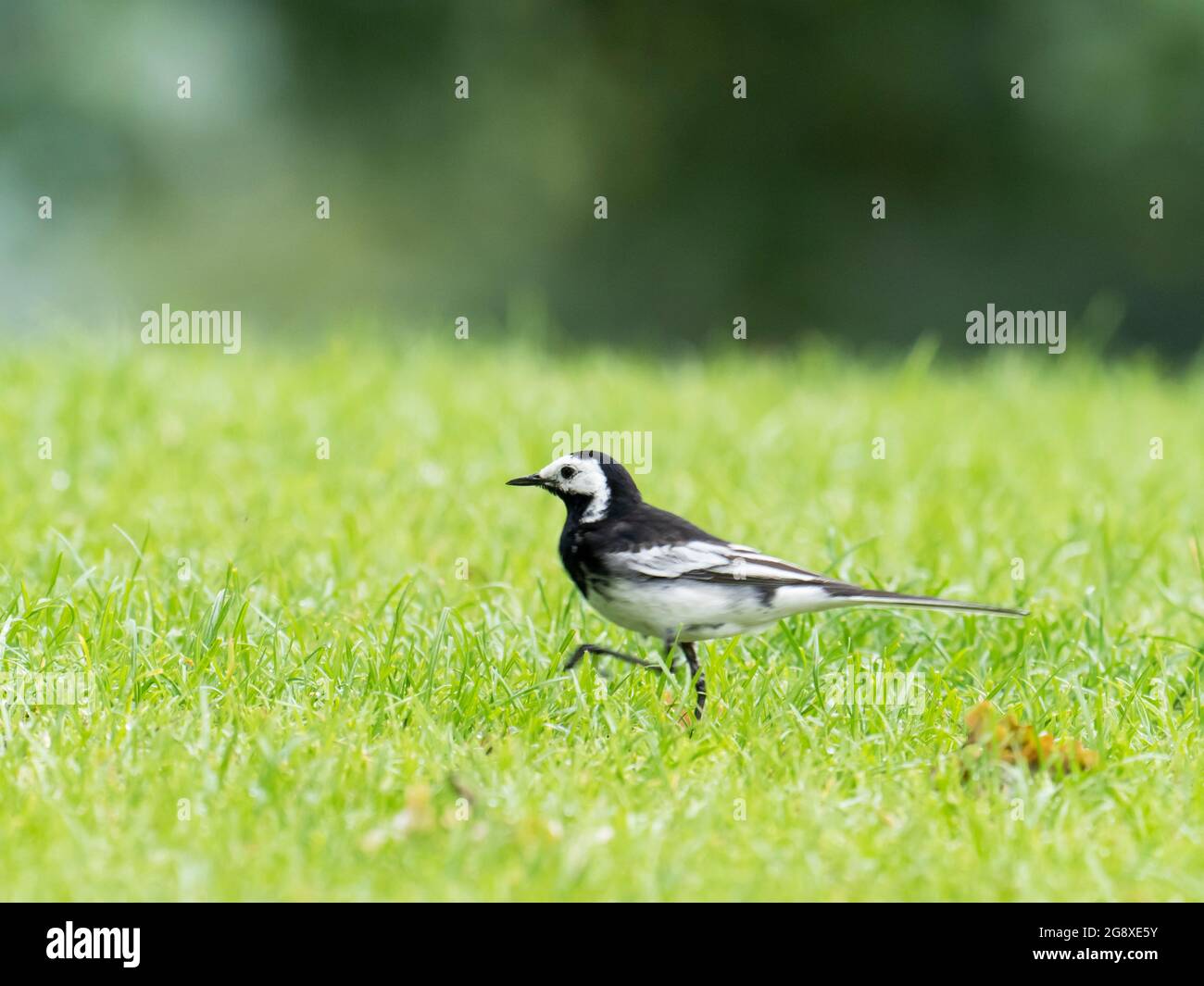 Pied wagtail feeding hi-res stock photography and images - Alamy