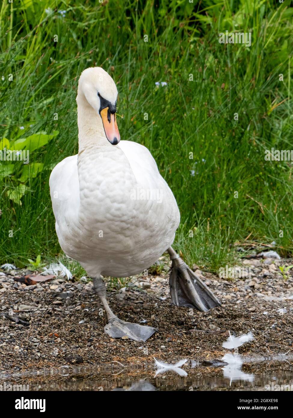 A Mute Swan on the River Brathay, Ambleside, Lake District, UK Stock ...