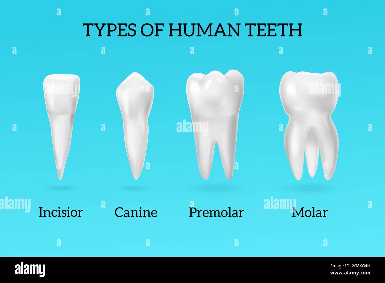 Incisor Canine Molar Premolar Stock Vector Images - Alamy
