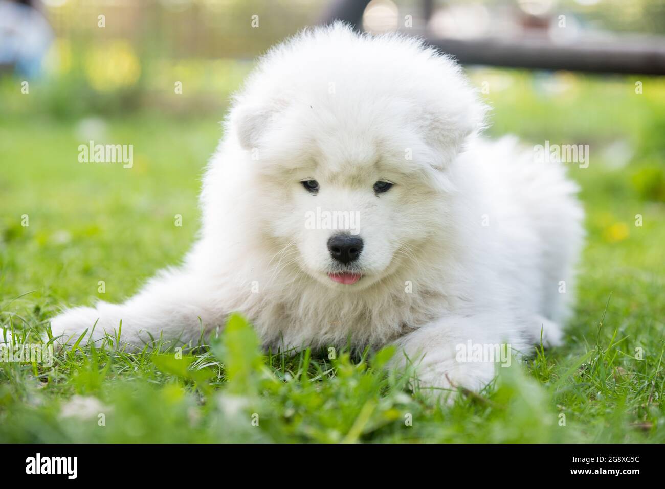 Black Samoyed Puppies