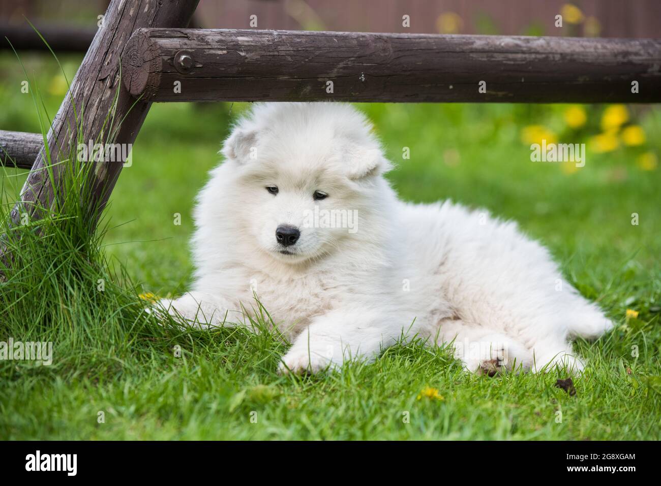 Funny Samoyed puppy on the green grass Stock Photo - Alamy
