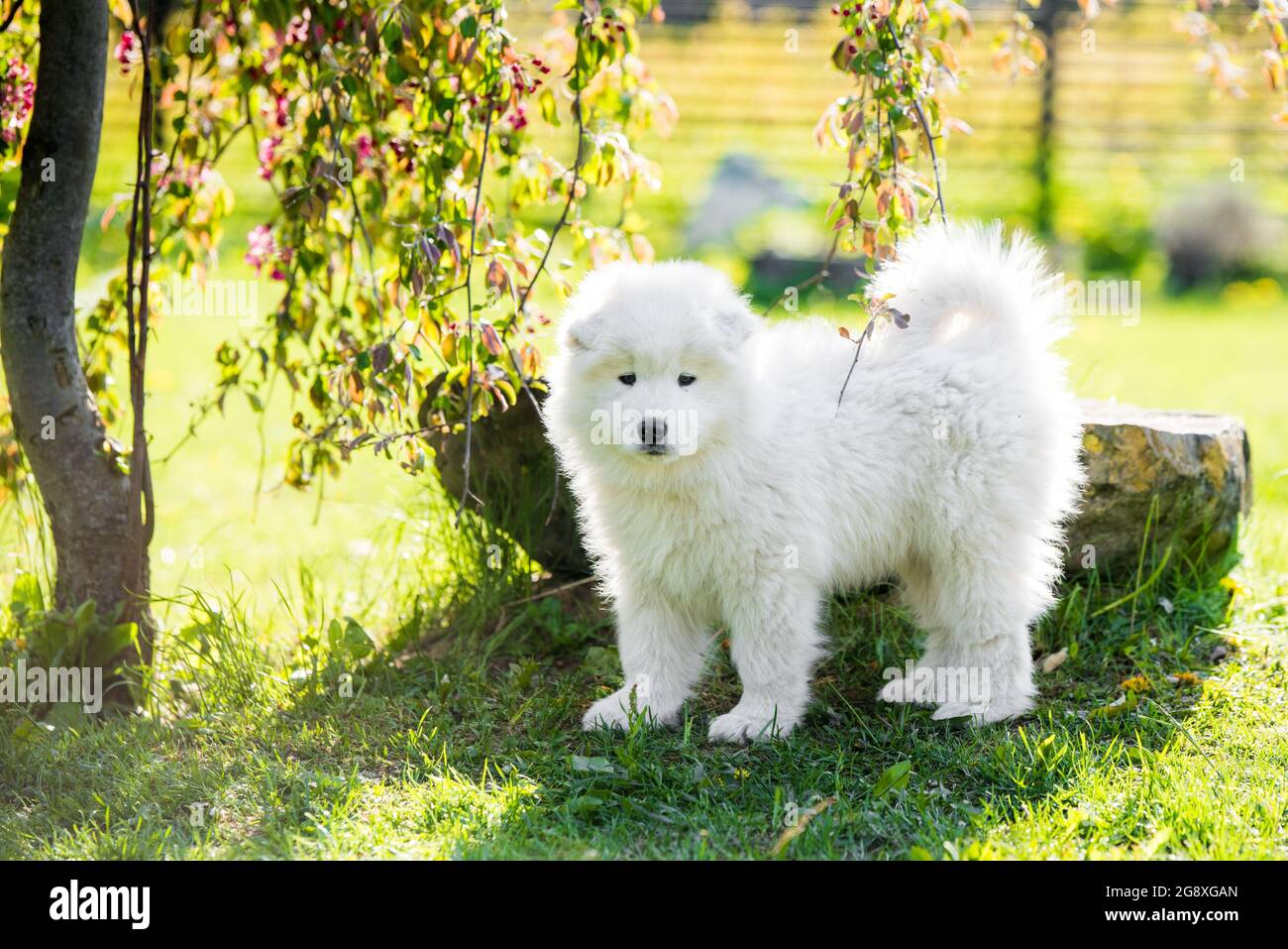 Funny Samoyed puppy on the green grass Stock Photo - Alamy