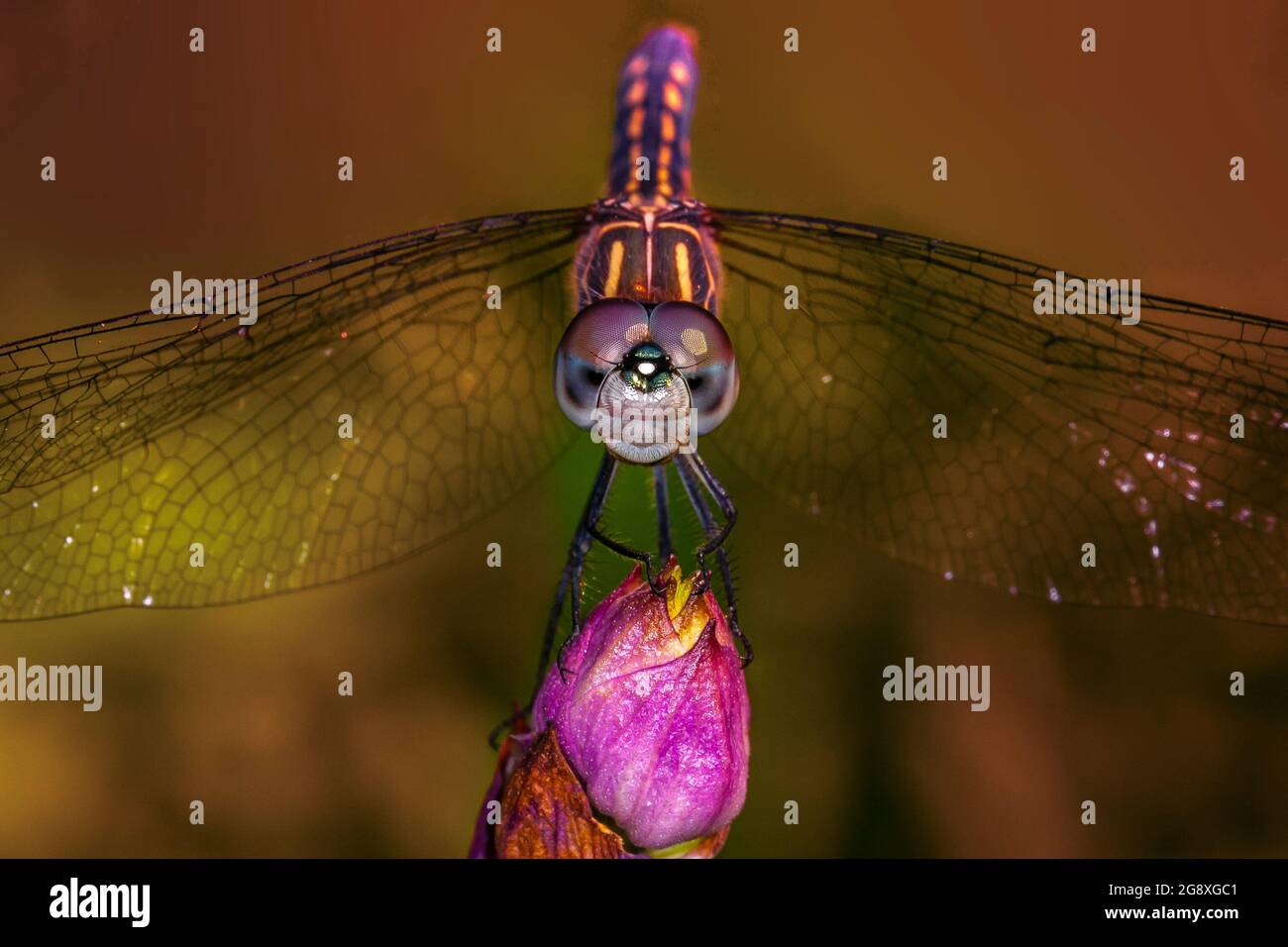 Dragonfly is an insect belonging to the order Odonata, infraorder ...