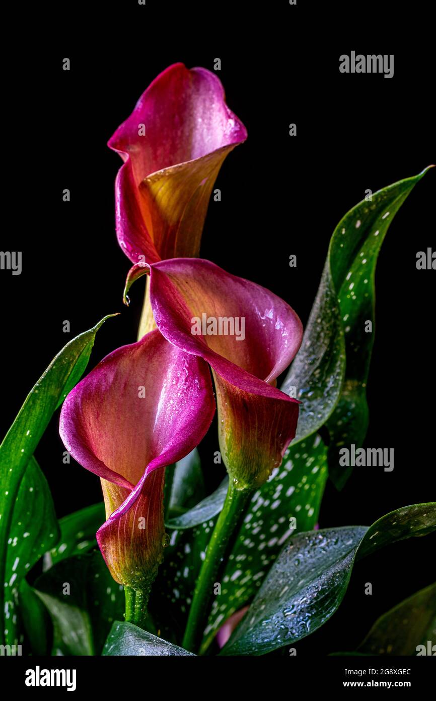 Calla lily in arrangement on black background Stock Photo - Alamy