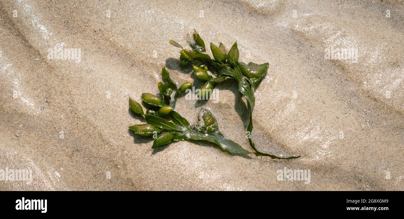 Seaweed leaf hi-res stock photography and images - Alamy