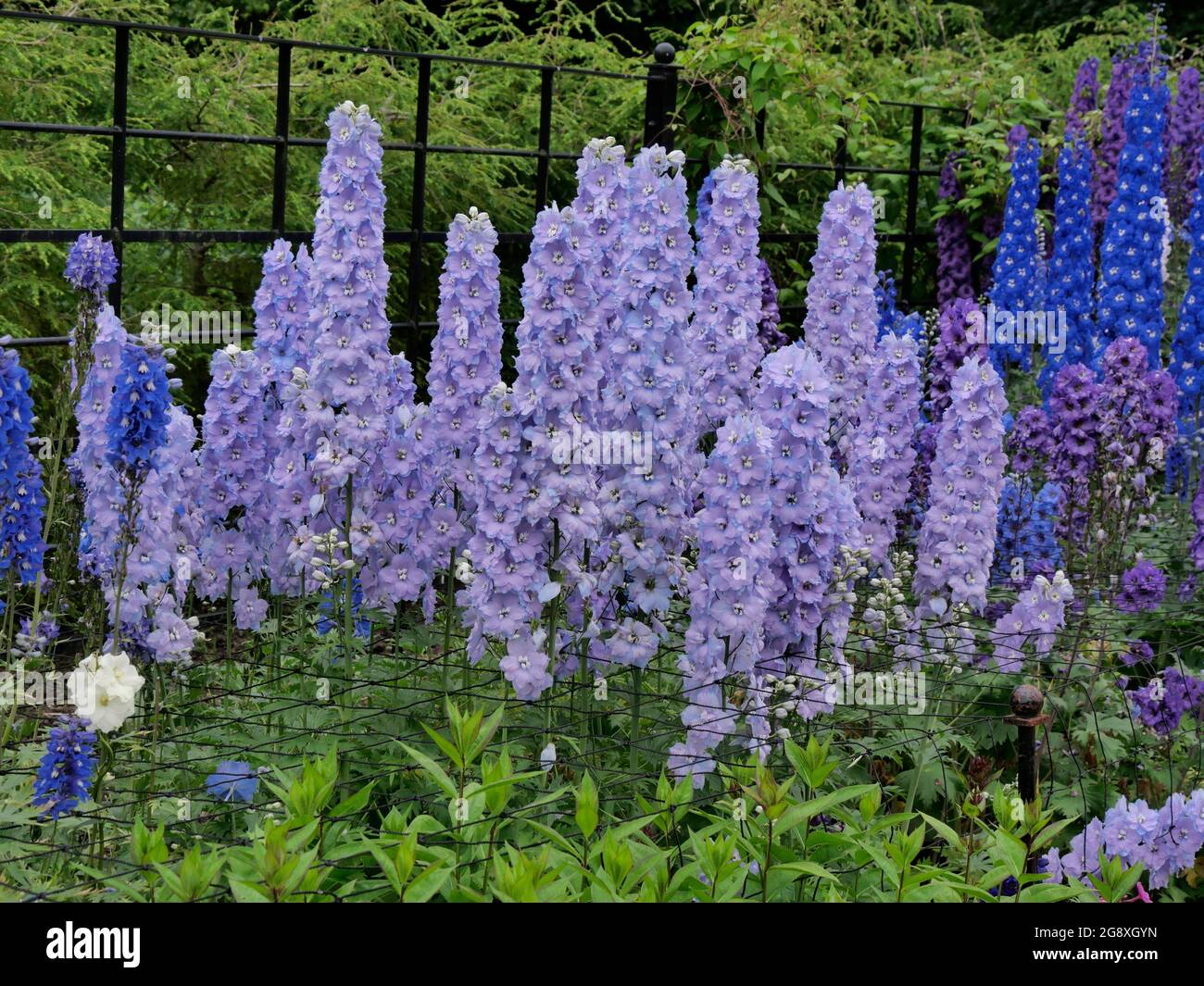 colourful display of Delphinium in the Queen Elizabeth Walled Garden ...