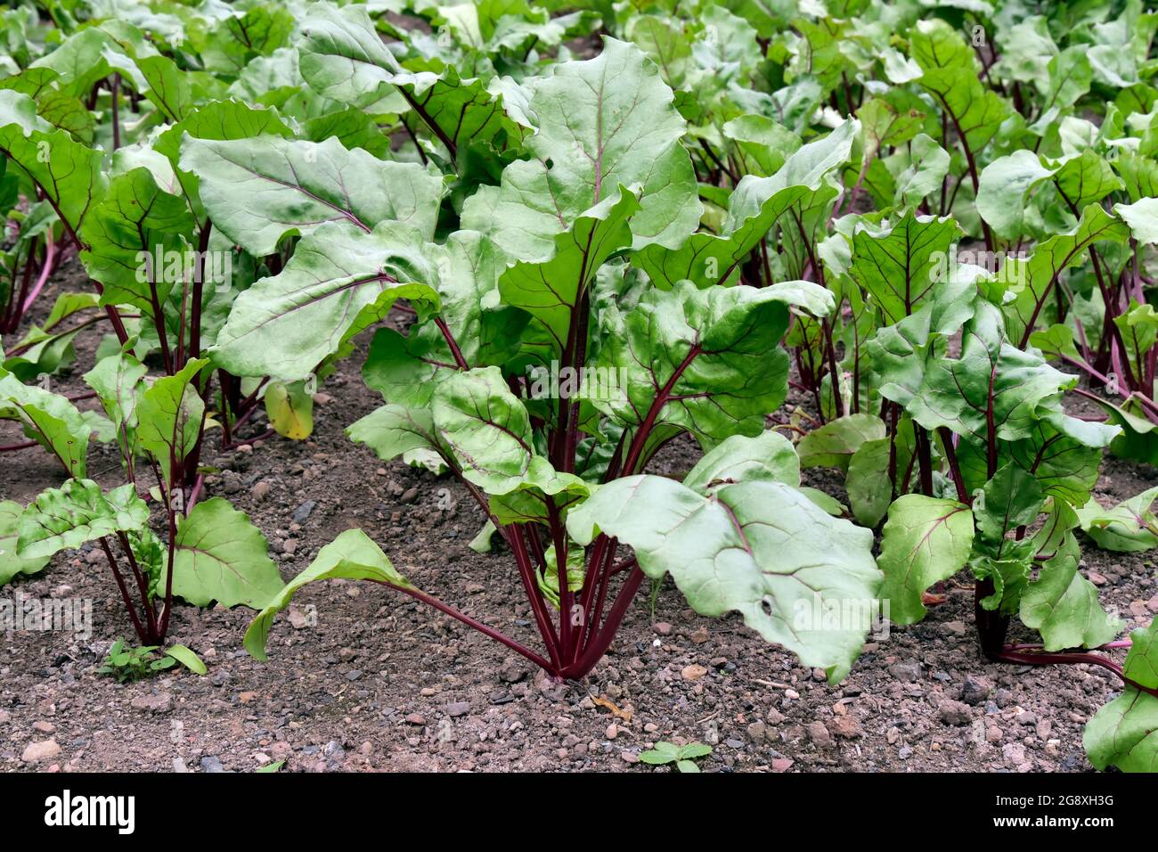 Grounds dumfries house hi-res stock photography and images - Alamy