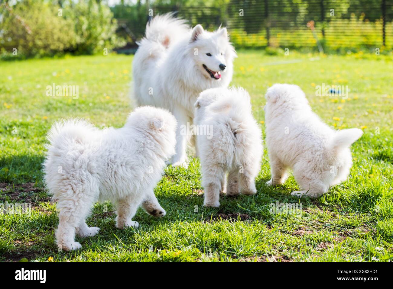 Female Samoyed dog with puppies walk on grass Stock Photo - Alamy