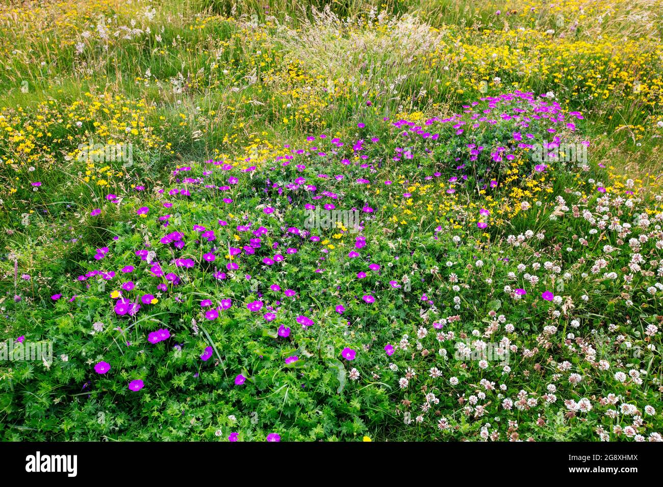 Bloody Cranesbill, Geranium sangiuneum, clover and vetch growing on ...