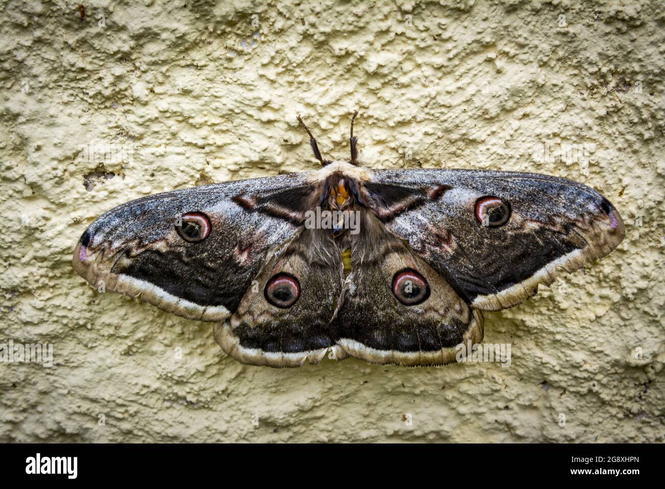 Closeup of a peacock moth on a solid background Stock Photo - Alamy