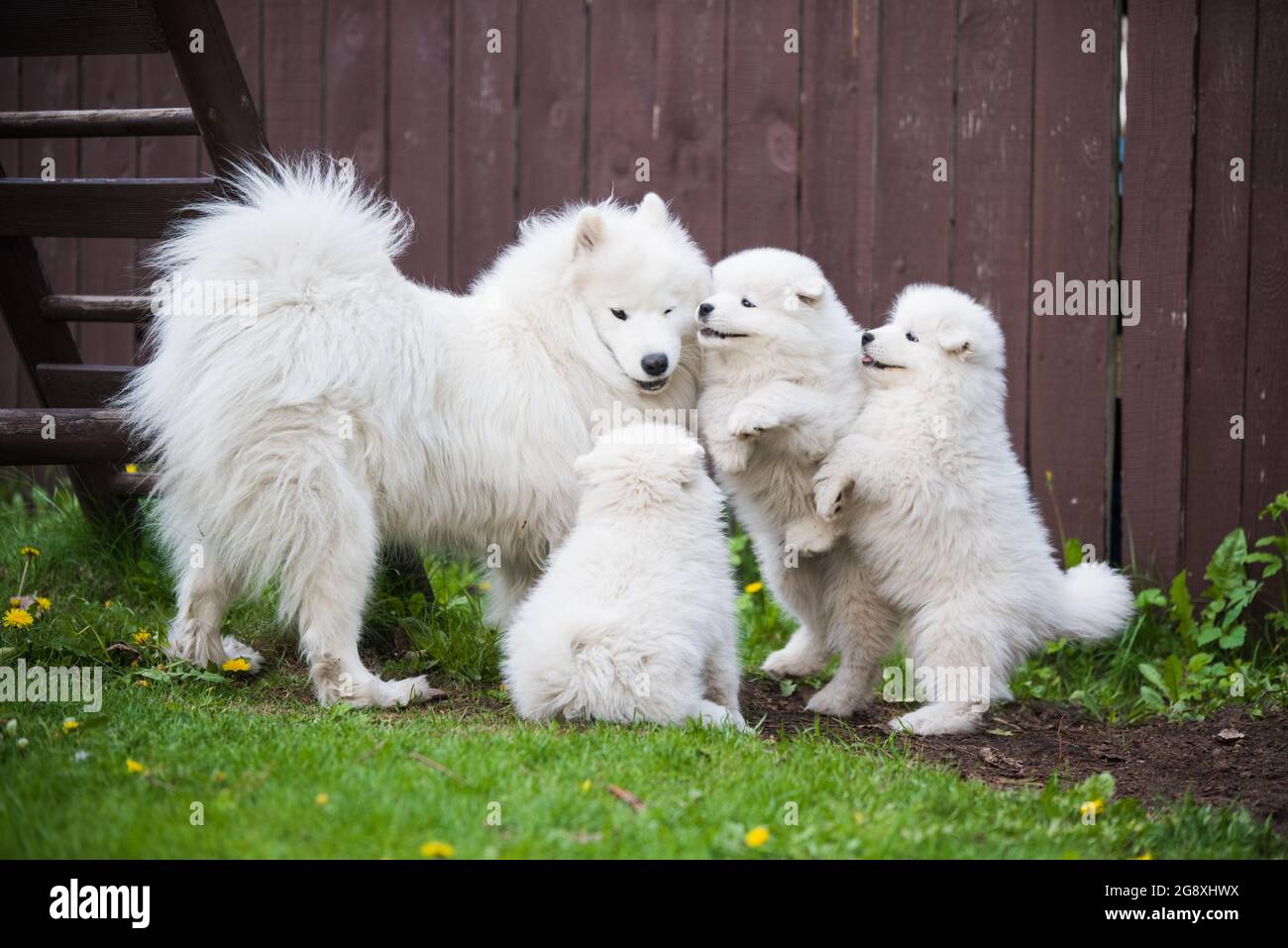 Female Samoyed dog with puppies walk on grass Stock Photo - Alamy