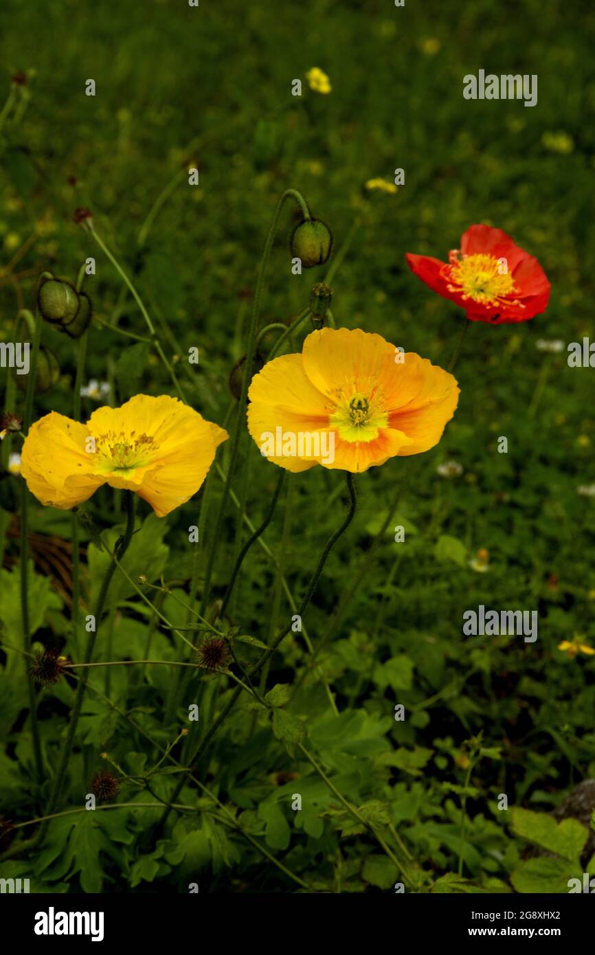 Vertical closeup of yellow Iceland poppies. Papaver nudicaule Stock ...