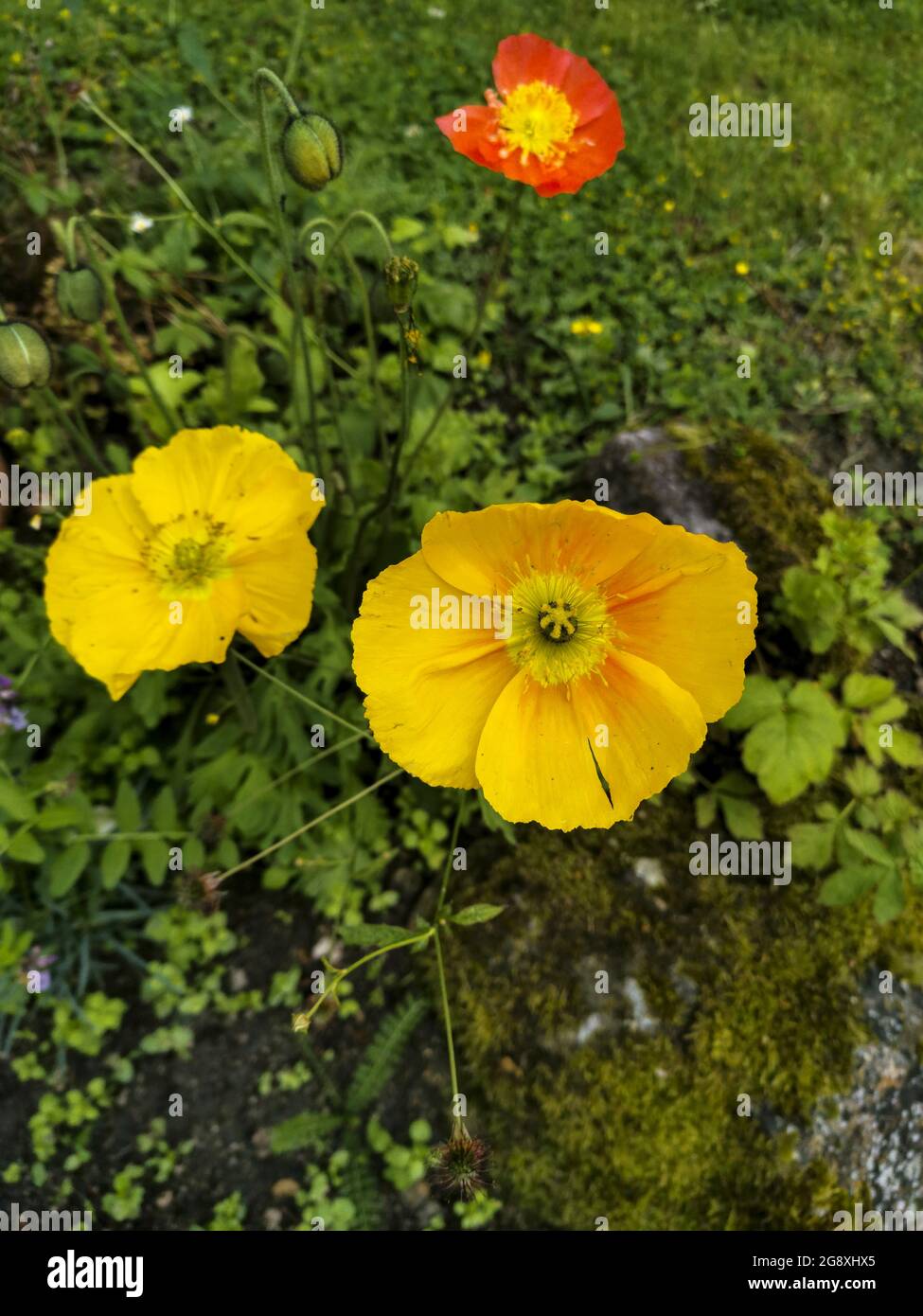 Vertical closeup of yellow Iceland poppies. Papaver nudicaule Stock ...