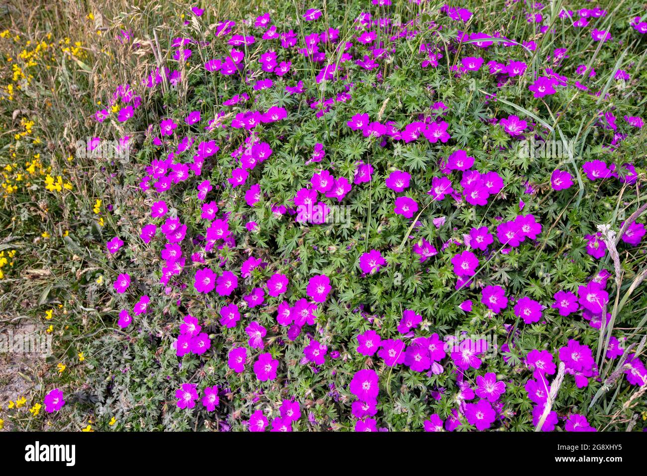 Geranium sangiuneum hi-res stock photography and images - Alamy