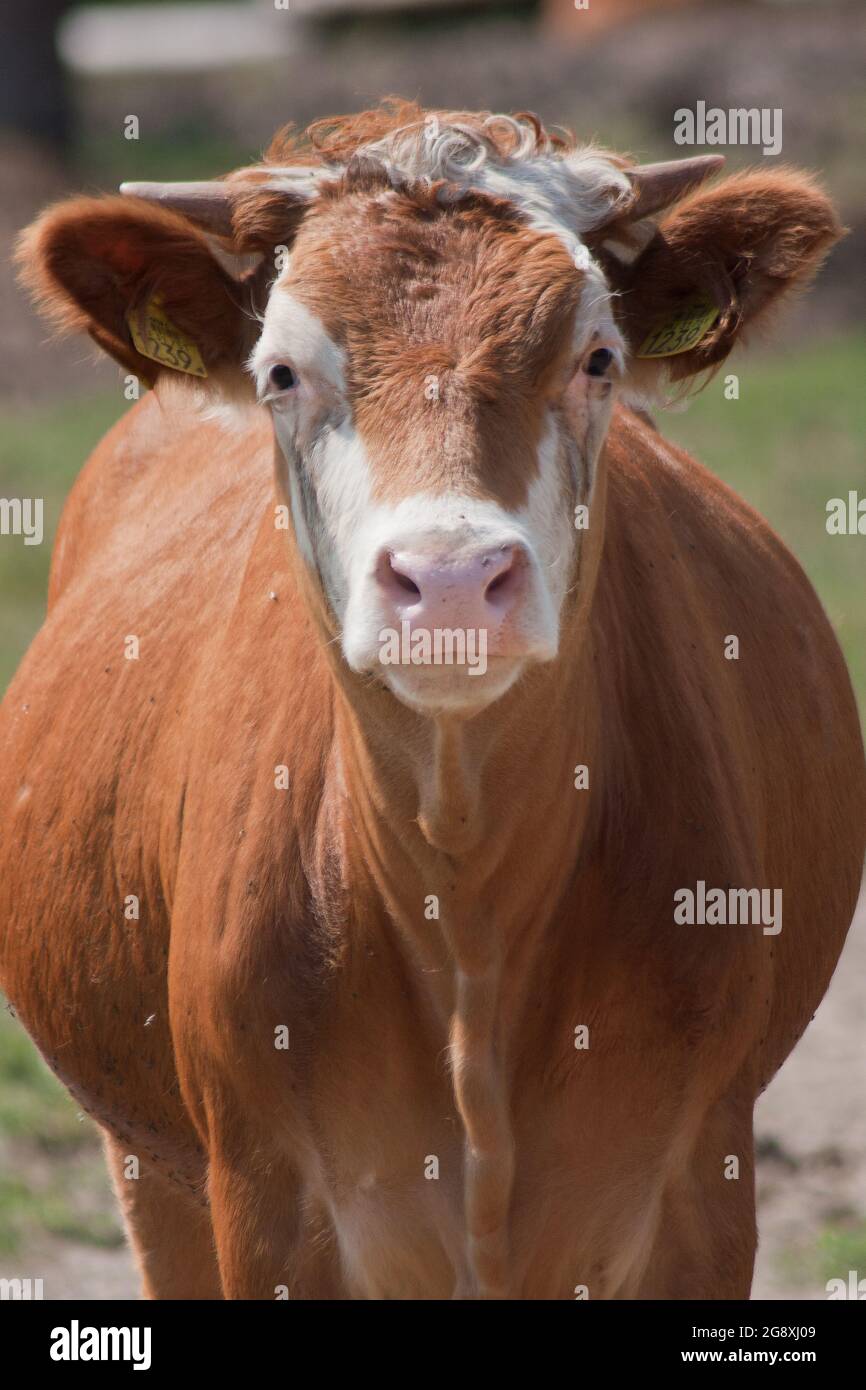 Cow in the pasture of an old ranch in Hungary. Beauty and tranquility ...