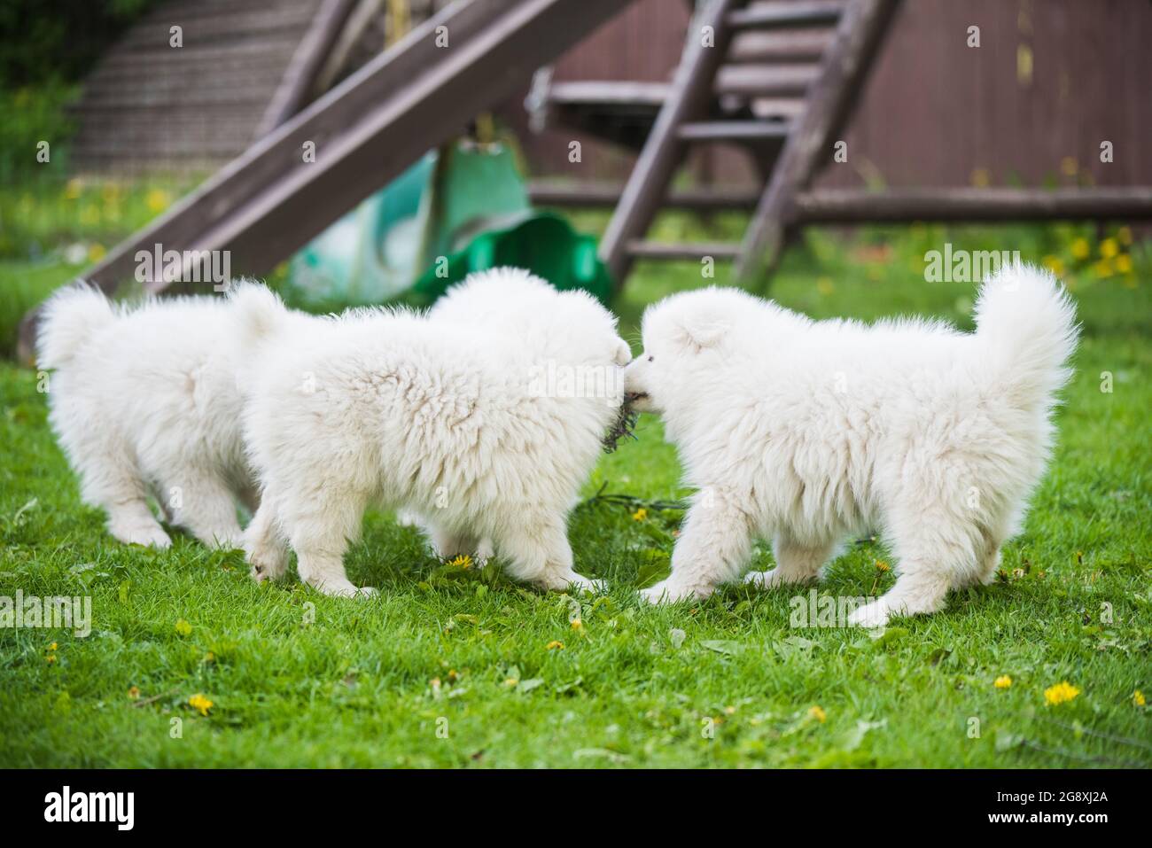 Funny fluffy white Samoyed puppies dogs are playing Stock Photo - Alamy