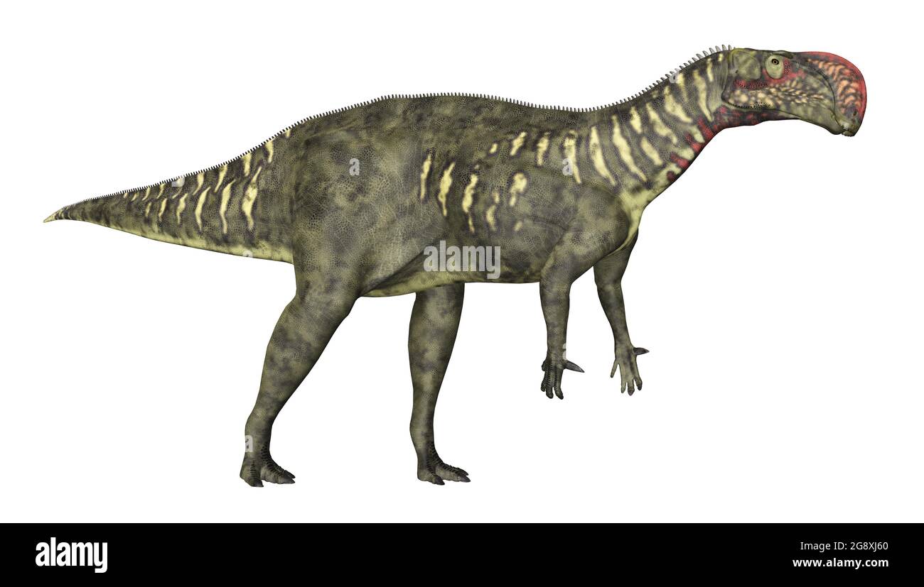 Dinosaur Altirhinus isolated on white background Stock Photo - Alamy
