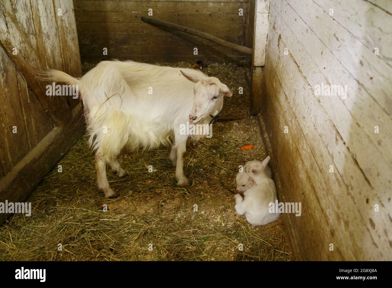 Image of goat with kids in the barn in farm Stock Photo - Alamy