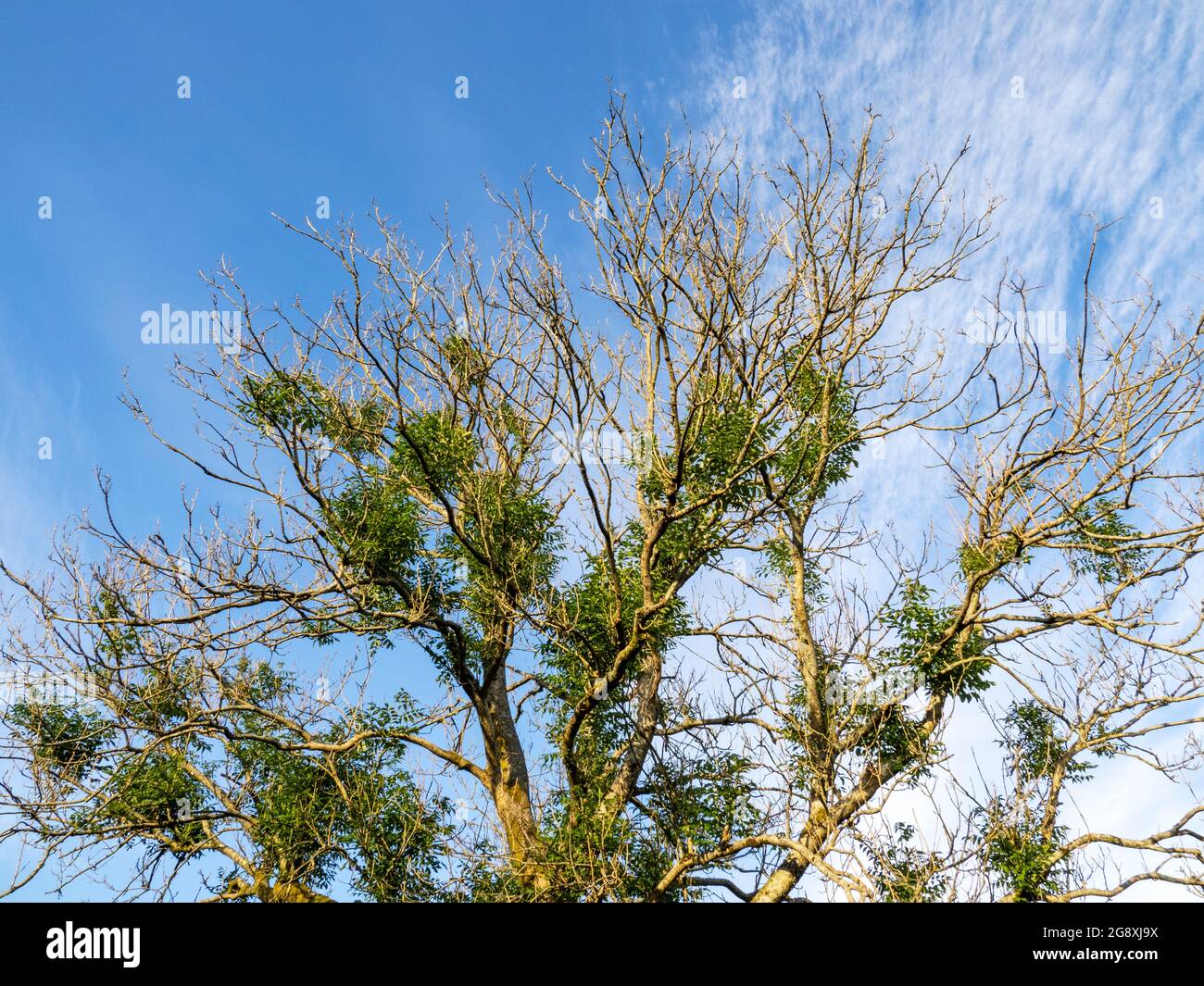 Ash dieback, Hymenoscyphus fraxineus fungus, affecting an Ash tree in ...