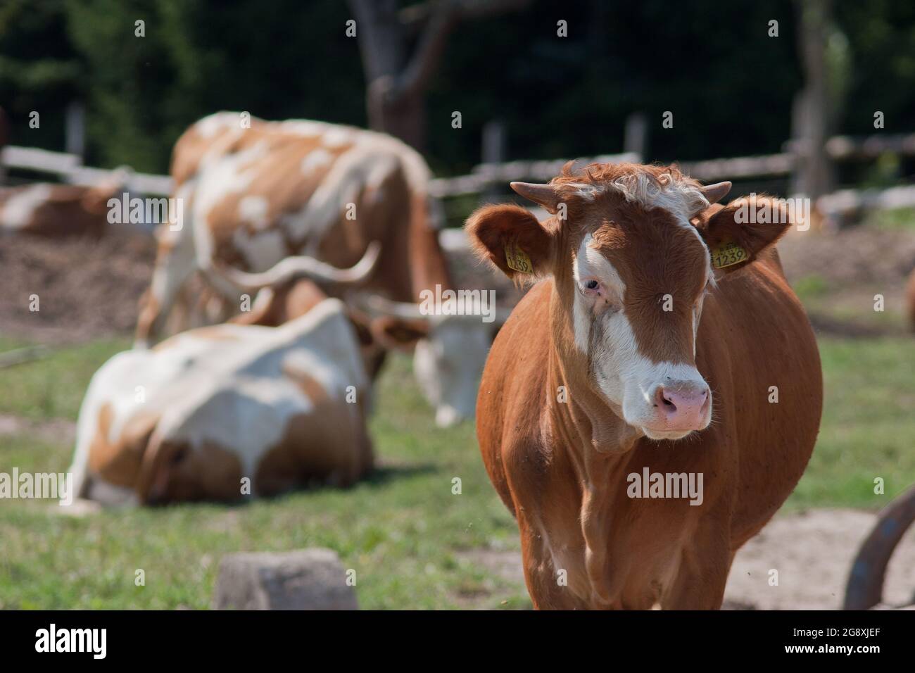 Healthy livestock healthy cows hi-res stock photography and images - Alamy