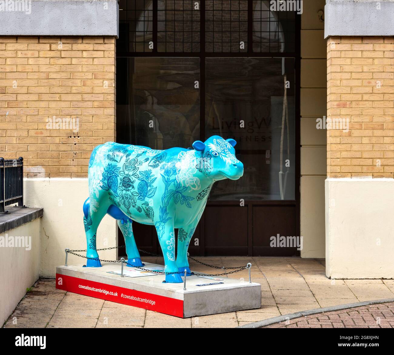 CAMBRIDGE ENGLAND SCULPTURE COWS ABOUT CAMBRIDGE A BLUE DECORATED COW ...