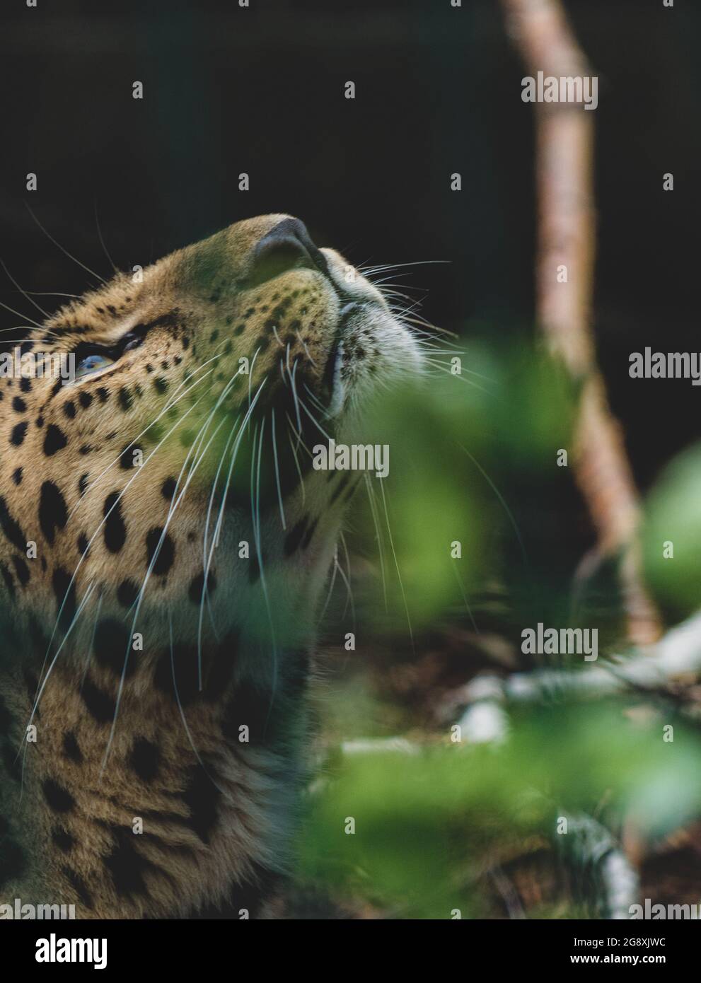 Portrait of a majestic leopard looking up Stock Photo - Alamy